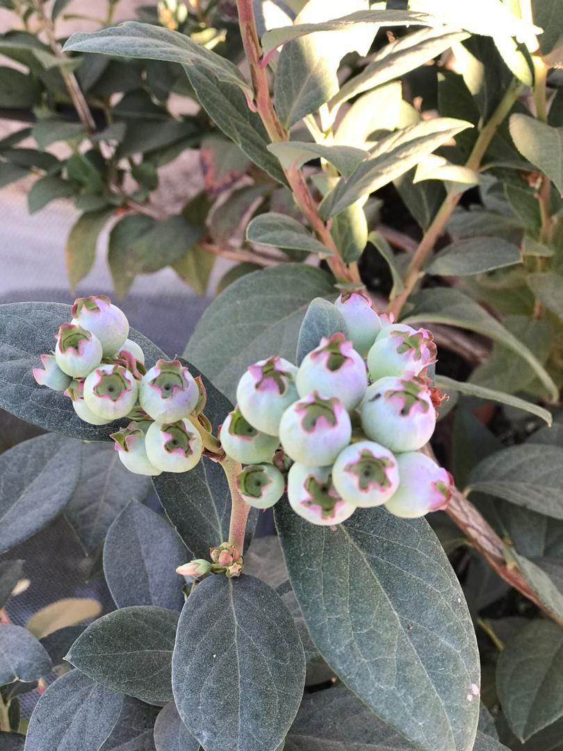 Blueberry market bursting with opportunities for Zimbabwe - Agriculture ...