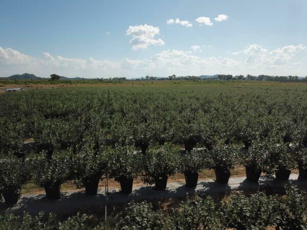 Blueberry market bursting with opportunities for Zimbabwe - Agriculture ...