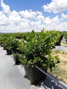 Blueberry market bursting with opportunities for Zimbabwe - Agriculture ...