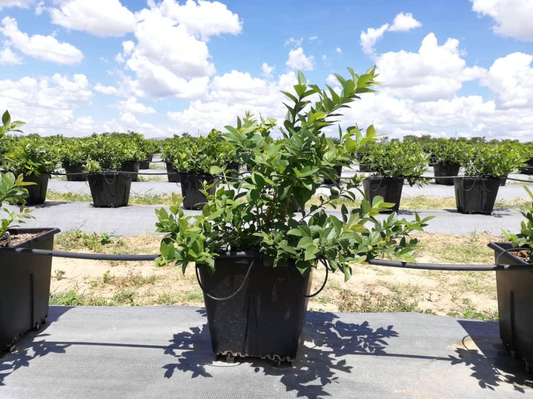 Blueberry market bursting with opportunities for Zimbabwe - Agriculture ...