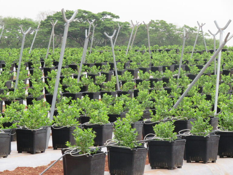 Blueberry market bursting with opportunities for Zimbabwe - Agriculture ...