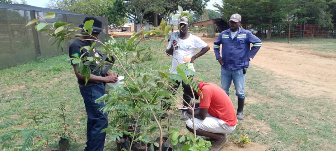 Zimbabwe’s tree-planting heroes - Agriculture.co.zw