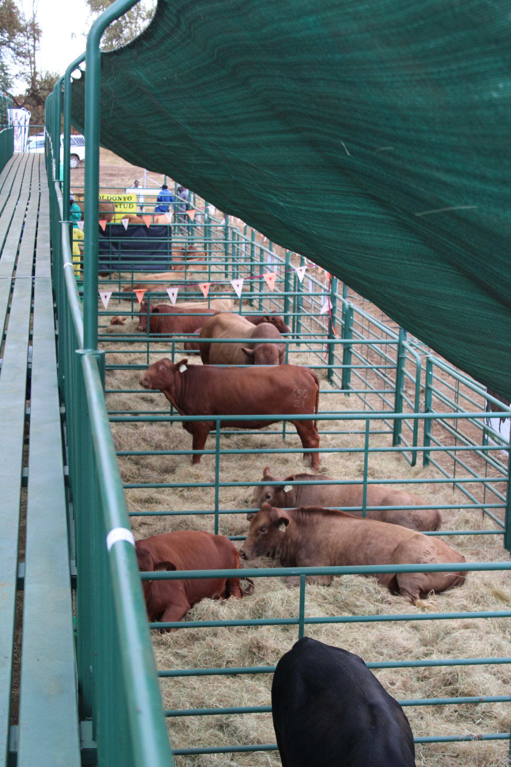Expanding ADMA Agrishow horizons with increased indigenous livestock ...