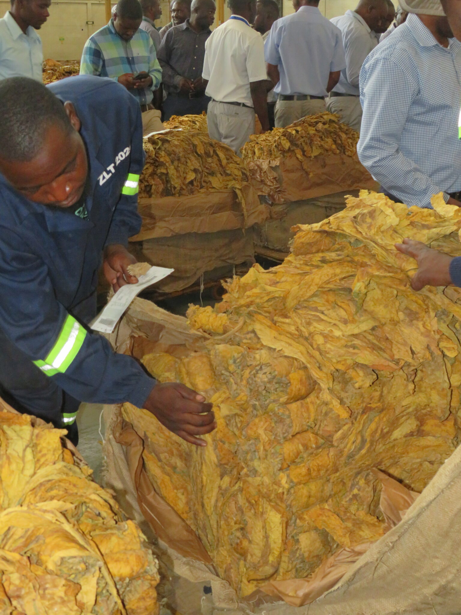 Zimbabwe’s 2025 tobacco marketing season opens - Agriculture.co.zw